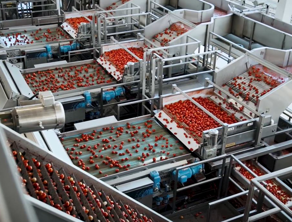 Tomato Sorting and Processing - SSOE Group